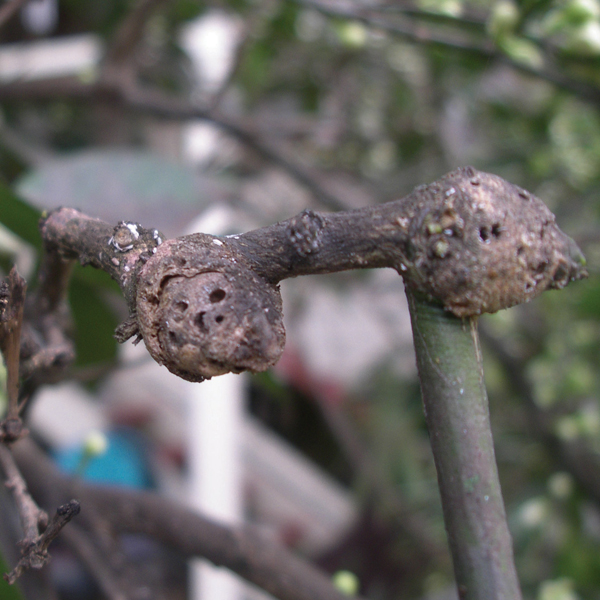 Searles Control Citrus Gall Wasp Treatment